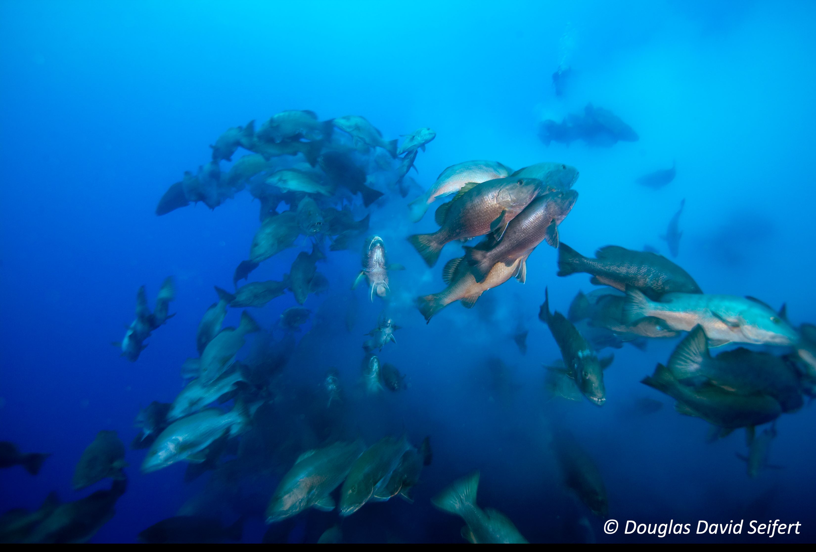 IUCN SSC Snapper, Seabream and Grunt Specialist Group | IUCN