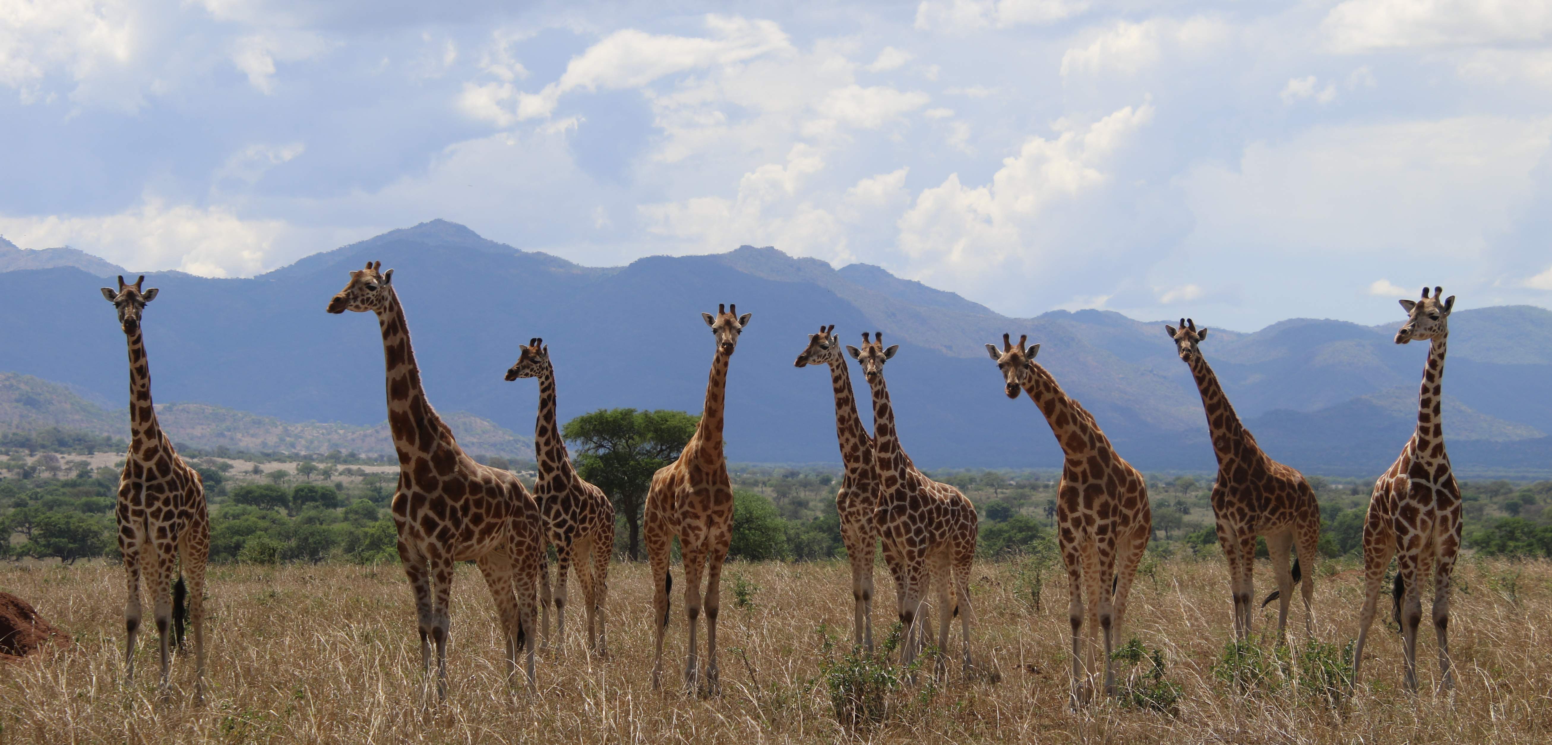 Four giraffe species officially recognised in major conservation ...