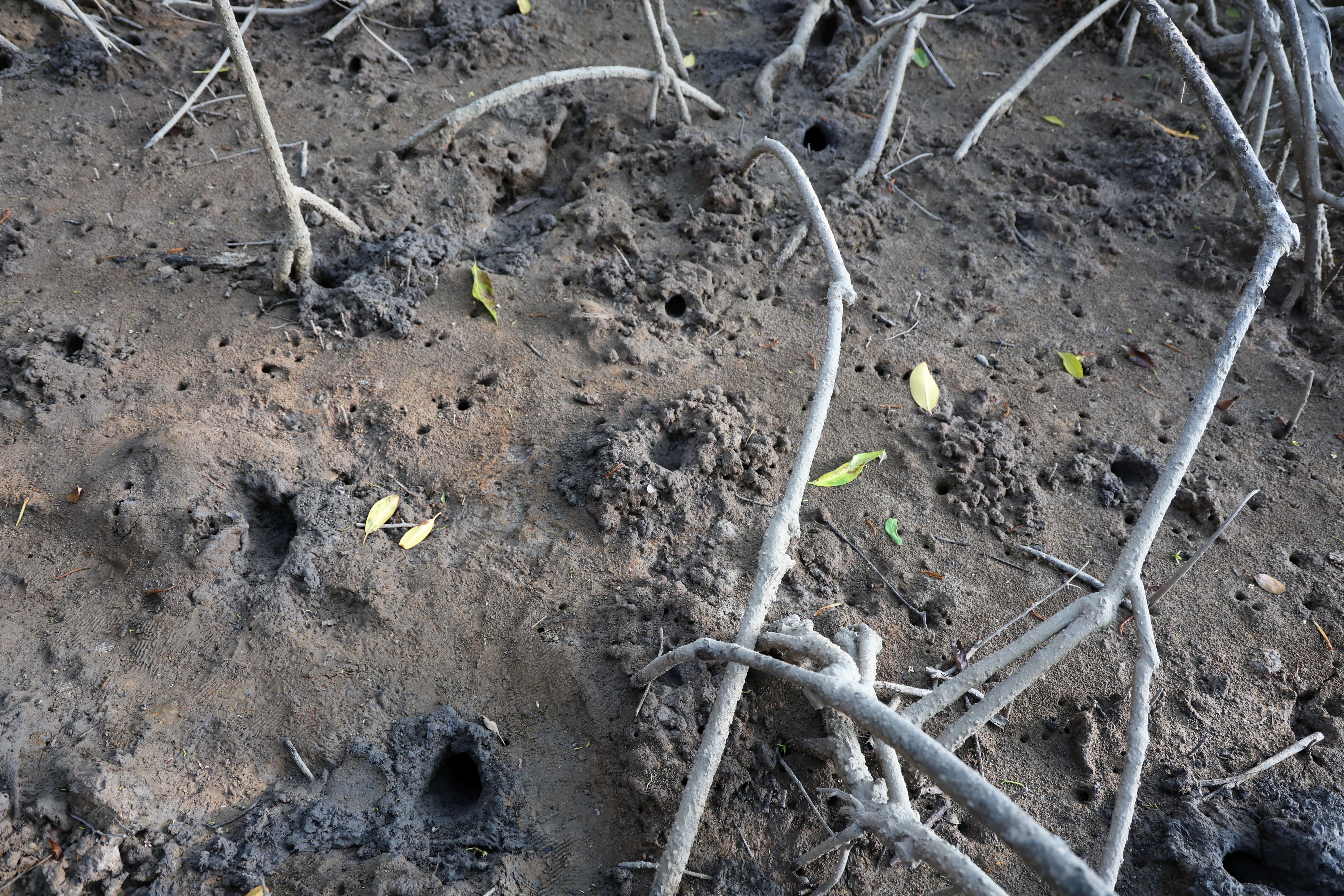 Tech4Nature: How low-cost innovation and traditional knowledge are ...