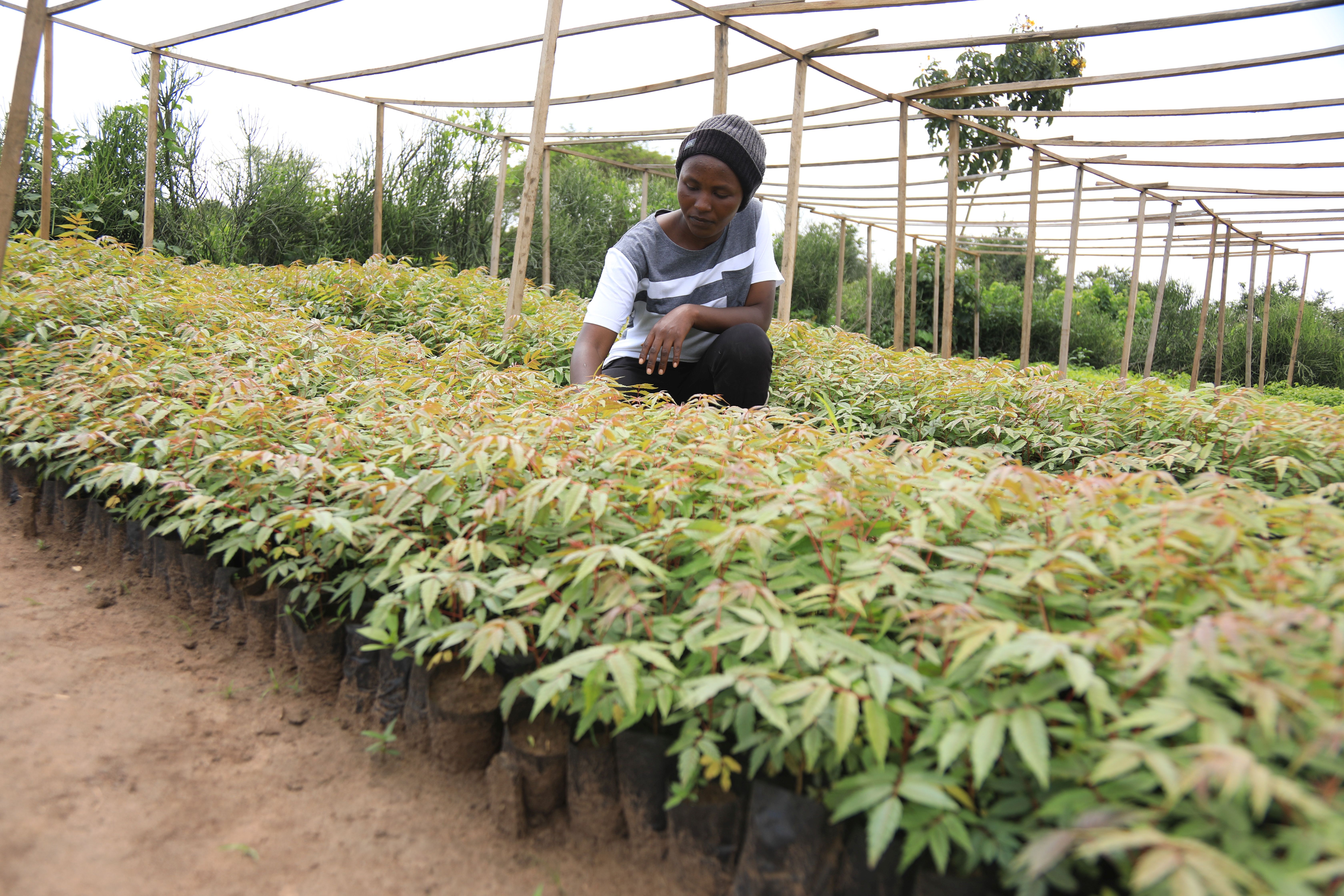 Women at the Heart of TREPA’s Land Restoration in Rwanda’s Eastern ...