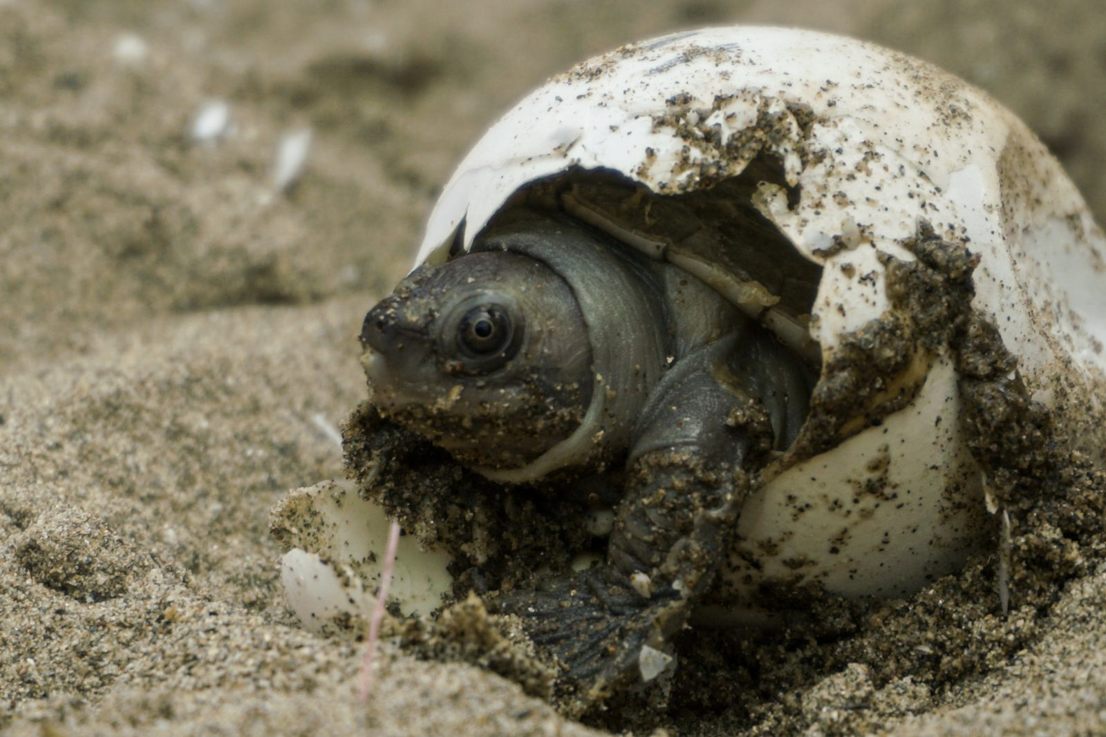 New Funding Announced for Biodiversity Conservation in Indo-Burma ...