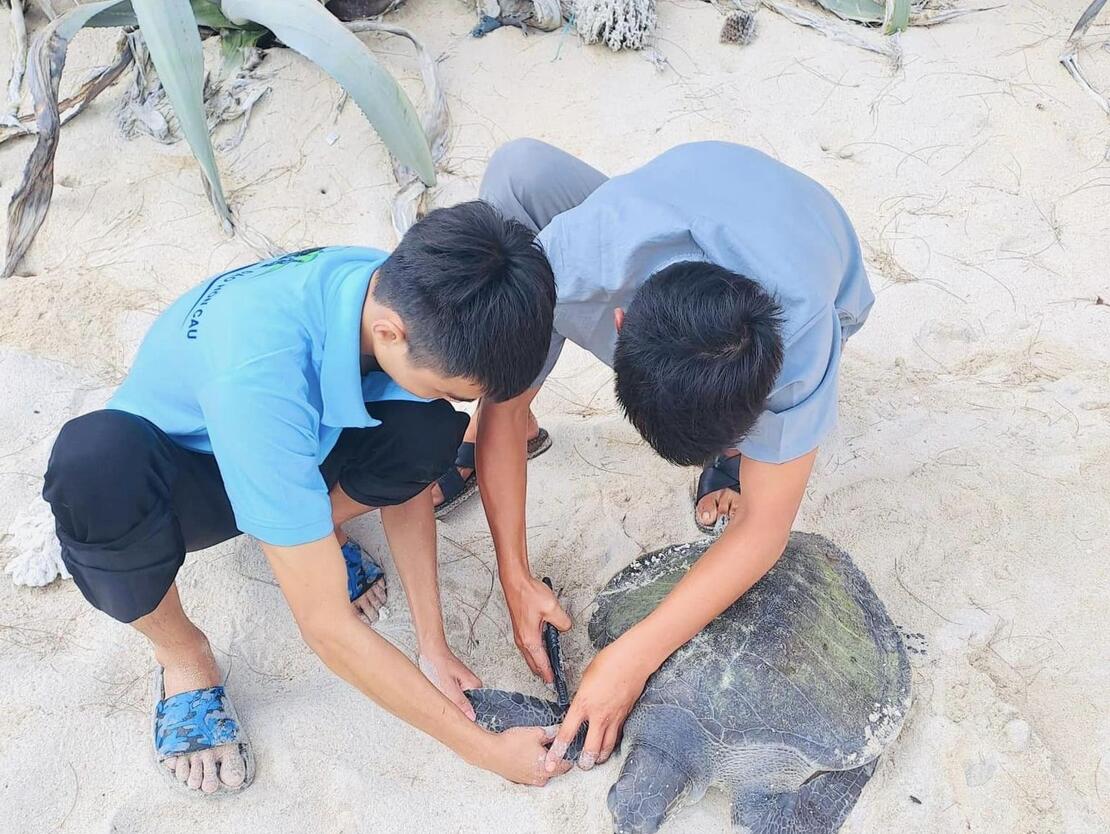 Call for application: Sea turtles conservation volunteers programme in ...