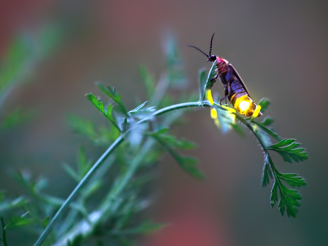 Walter Zoo and IUCN SSC launch new Centre for Species Survival dedicated to fireflies - News | IUCN