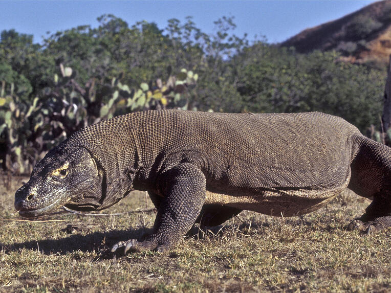 IUCN SSC Monitor Lizard Specialist Group | IUCN