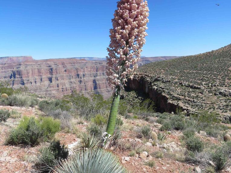 IUCN SSC Cactus and Succulent Plants Specialist Group | IUCN