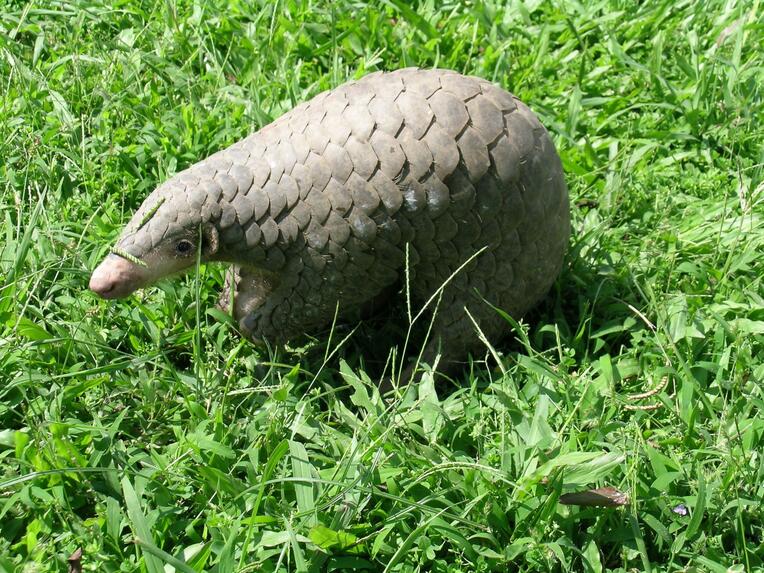 pangolin group